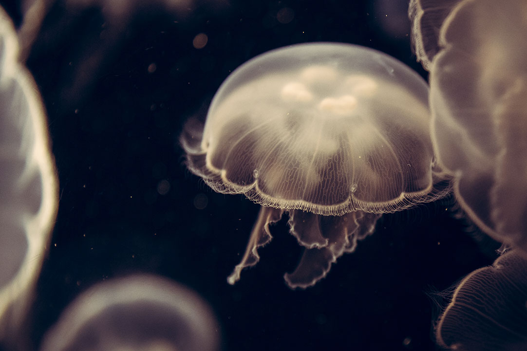 Baby Jellyfish – Devin J. Dilmore